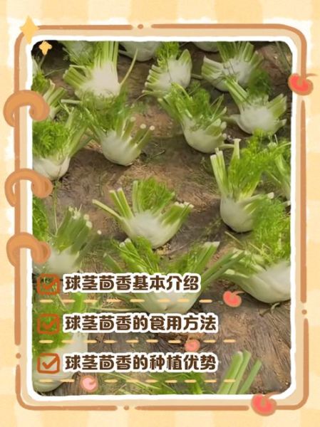 球茎茴香图片_球茎茴香怎么做好吃-第2张图片-山城妙识 球茎茴香图片_球茎茴香怎么做好吃-第2张图片-山城妙识