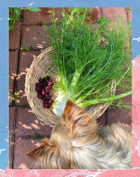 球茎茴香图片_球茎茴香怎么做好吃-第3张图片-山城妙识 球茎茴香图片_球茎茴香怎么做好吃-第3张图片-山城妙识