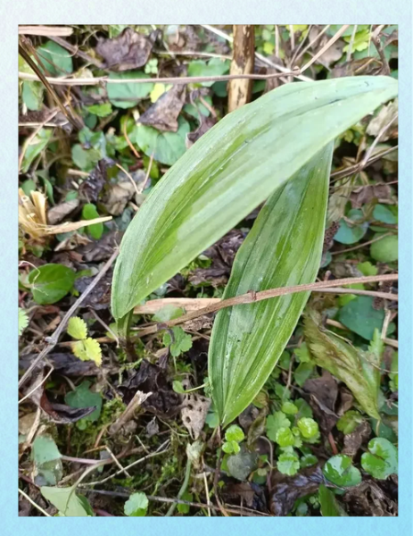 山慈菇的功效与作用_山慈菇的禁忌有哪些-第1张图片-山城妙识 山慈菇的功效与作用_山慈菇的禁忌有哪些-第1张图片-山城妙识