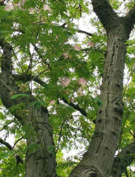 合欢树图片大全_合欢树长什么样-第1张图片-山城妙识