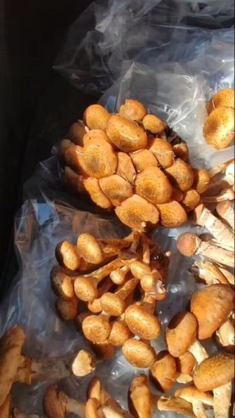 新鲜榛蘑怎么保存_新鲜榛蘑多少钱一斤-第1张图片-山城妙识 新鲜榛蘑怎么保存_新鲜榛蘑多少钱一斤-第1张图片-山城妙识