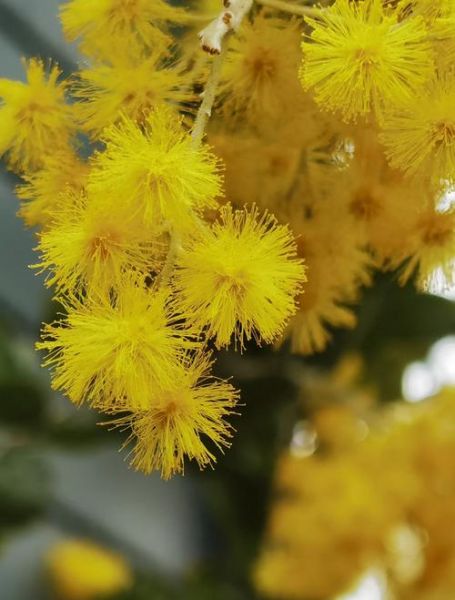 合欢树图片大全_合欢树长什么样-第2张图片-山城妙识