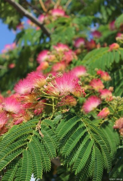 合欢树图片大全_合欢树长什么样-第3张图片-山城妙识