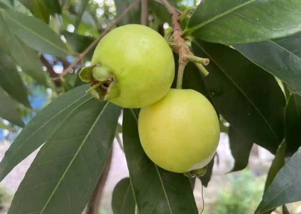 海南蒲桃长什么样_海南蒲桃果实能吃吗-第2张图片-山城妙识