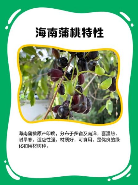海南蒲桃长什么样_海南蒲桃果实能吃吗-第1张图片-山城妙识