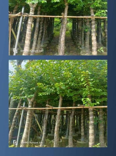 海南蒲桃长什么样_海南蒲桃果实能吃吗-第3张图片-山城妙识