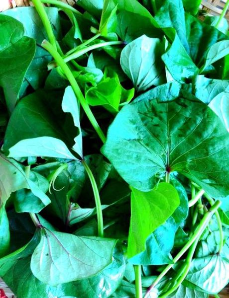 红薯尖的功效与作用_红薯叶怎么吃最营养-第1张图片-山城妙识 红薯尖的功效与作用_红薯叶怎么吃最营养-第1张图片-山城妙识