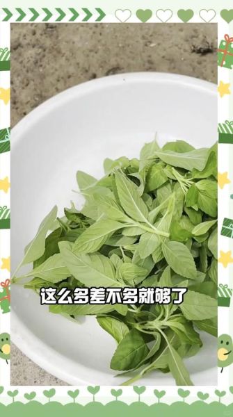 薄荷叶怎么吃好吃_薄荷叶怎么吃最健康-第1张图片-山城妙识 薄荷叶怎么吃好吃_薄荷叶怎么吃最健康-第1张图片-山城妙识