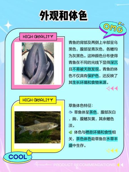青鱼和草鱼有什么区别_如何一眼分辨青鱼草鱼-第2张图片-山城妙识 青鱼和草鱼有什么区别_如何一眼分辨青鱼草鱼-第2张图片-山城妙识