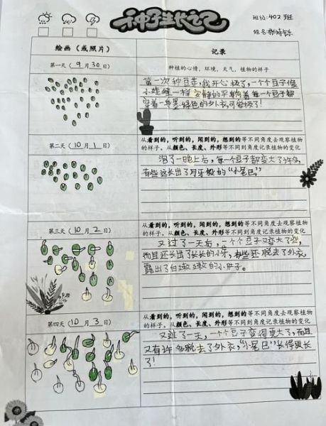 豆芽生长过程_观察日记怎么写-第1张图片-山城妙识