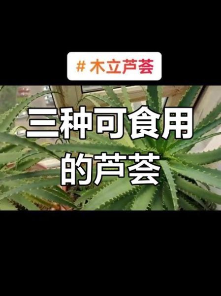 可以吃的芦荟图片_如何辨别可食用芦荟品种-第2张图片-山城妙识 可以吃的芦荟图片_如何辨别可食用芦荟品种-第2张图片-山城妙识