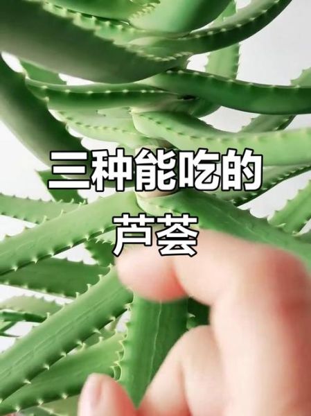 可以吃的芦荟图片_如何辨别可食用芦荟品种-第3张图片-山城妙识 可以吃的芦荟图片_如何辨别可食用芦荟品种-第3张图片-山城妙识