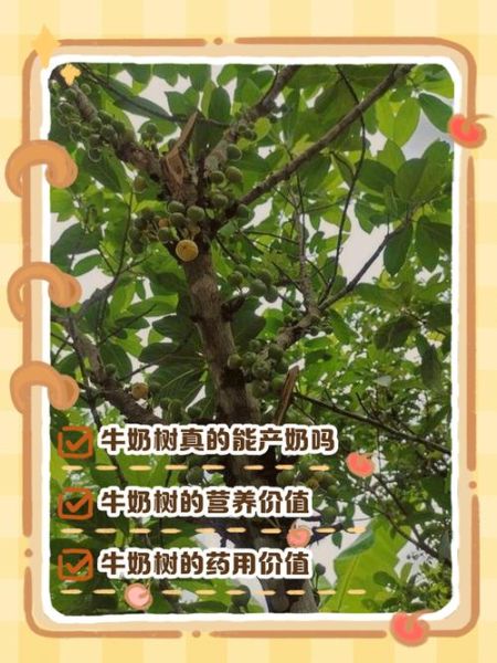 牛奶树的功效与作用_牛奶树怎么使用效果最好-第1张图片-山城妙识 牛奶树的功效与作用_牛奶树怎么使用效果最好-第1张图片-山城妙识