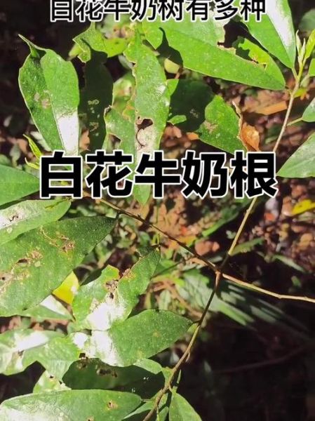 牛奶树的功效与作用_牛奶树怎么使用效果最好-第2张图片-山城妙识 牛奶树的功效与作用_牛奶树怎么使用效果最好-第2张图片-山城妙识