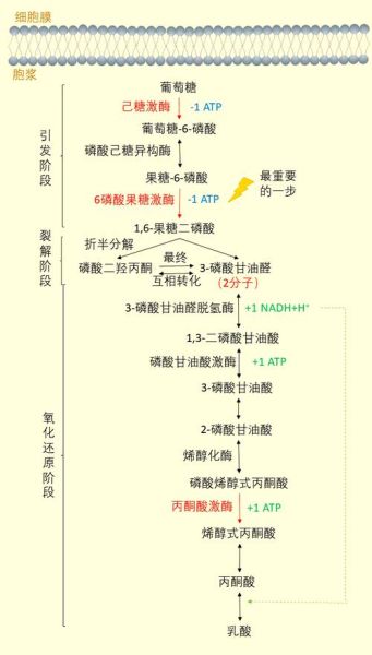 果糖是还原糖吗_还原糖检测原理-第3张图片-山城妙识 果糖是还原糖吗_还原糖检测原理-第3张图片-山城妙识