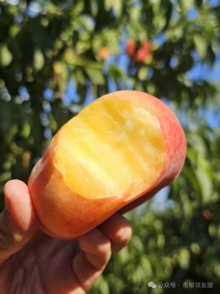 蜜枣桃是什么水果_蜜枣桃和蟠桃区别-第3张图片-山城妙识 蜜枣桃是什么水果_蜜枣桃和蟠桃区别-第3张图片-山城妙识