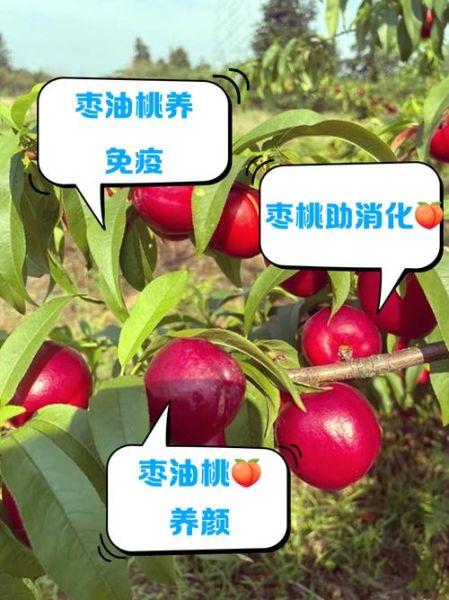 蜜枣桃是什么水果_蜜枣桃和蟠桃区别-第2张图片-山城妙识 蜜枣桃是什么水果_蜜枣桃和蟠桃区别-第2张图片-山城妙识