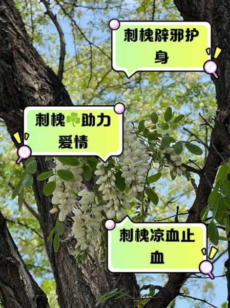 刺槐怎么种_刺槐多久能成材-第1张图片-山城妙识