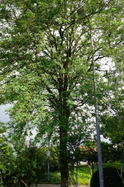 刺槐怎么种_刺槐多久能成材-第3张图片-山城妙识