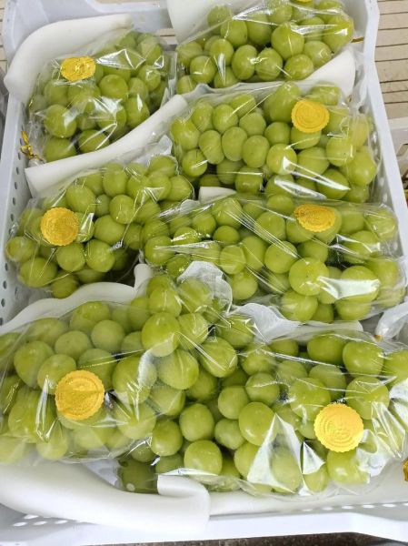 红提葡萄多少钱一斤_2024最新行情-第3张图片-山城妙识 红提葡萄多少钱一斤_2024最新行情-第3张图片-山城妙识