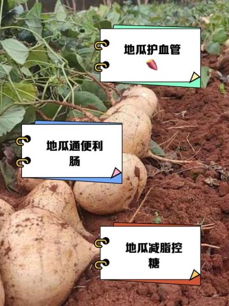 红薯的功效与作用禁忌_红薯吃多了会胖吗-第1张图片-山城妙识