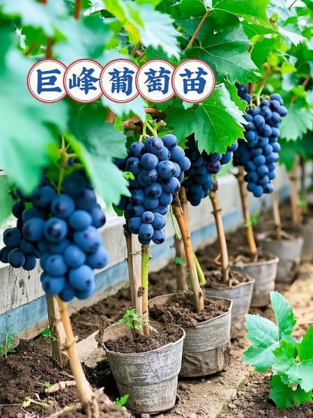 巨峰葡萄苗价格多少钱一棵_巨峰葡萄苗几年结果-第1张图片-山城妙识
