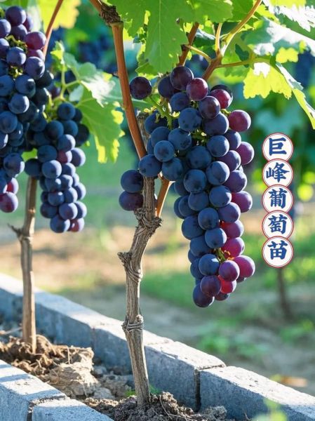 巨峰葡萄苗价格多少钱一棵_巨峰葡萄苗几年结果-第2张图片-山城妙识