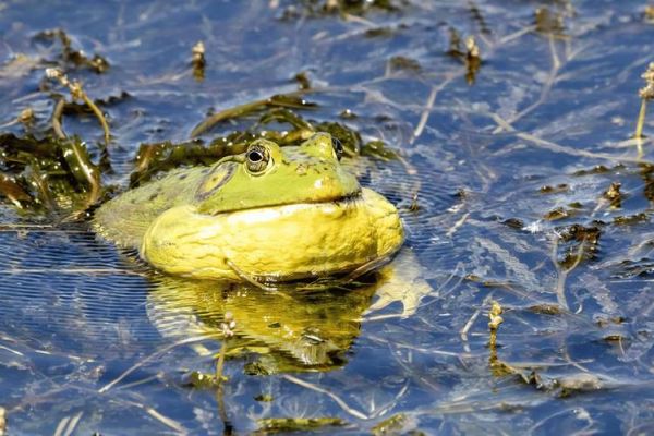 吃牛蛙的危害有哪些_牛蛙寄生虫风险大吗-第2张图片-山城妙识