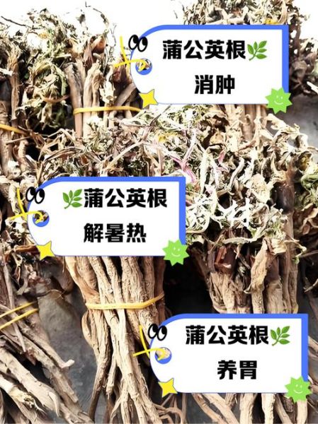 长期喝蒲公英水副作用_蒲公英水能天天喝吗-第3张图片-山城妙识