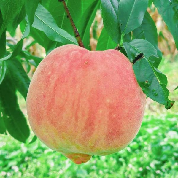 丽江雪桃多少钱一斤_丽江雪桃价格行情-第3张图片-山城妙识 丽江雪桃多少钱一斤_丽江雪桃价格行情-第3张图片-山城妙识