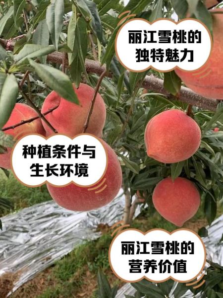 丽江雪桃多少钱一斤_丽江雪桃价格行情-第1张图片-山城妙识 丽江雪桃多少钱一斤_丽江雪桃价格行情-第1张图片-山城妙识