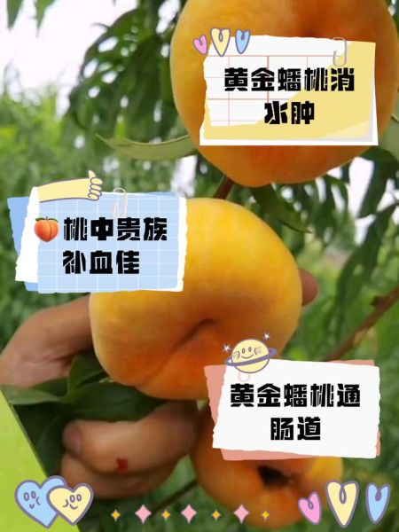 蟠桃的功效与作用禁忌_蟠桃吃多了会上火吗-第1张图片-山城妙识 蟠桃的功效与作用禁忌_蟠桃吃多了会上火吗-第1张图片-山城妙识