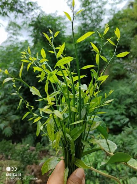 野生甜菜长什么样_野生甜菜能吃吗-第2张图片-山城妙识 野生甜菜长什么样_野生甜菜能吃吗-第2张图片-山城妙识