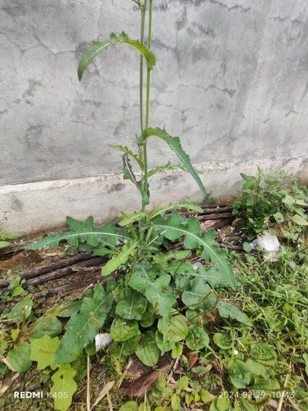 野生甜菜长什么样_野生甜菜能吃吗-第3张图片-山城妙识 野生甜菜长什么样_野生甜菜能吃吗-第3张图片-山城妙识