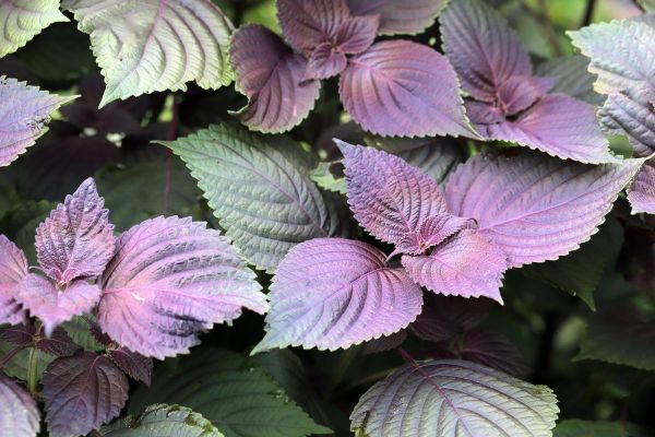 紫苏图片大全是什么样子_紫苏高清图鉴-第2张图片-山城妙识 紫苏图片大全是什么样子_紫苏高清图鉴-第2张图片-山城妙识