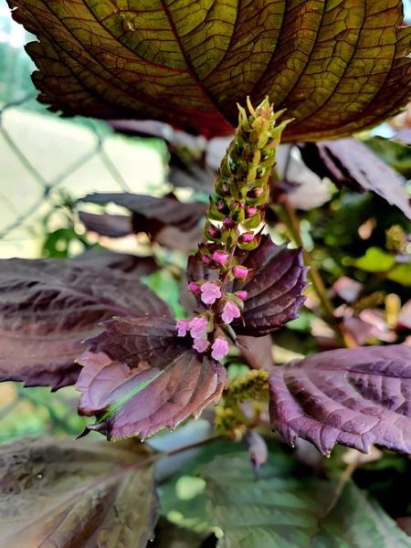 紫苏图片大全是什么样子_紫苏高清图鉴-第1张图片-山城妙识 紫苏图片大全是什么样子_紫苏高清图鉴-第1张图片-山城妙识