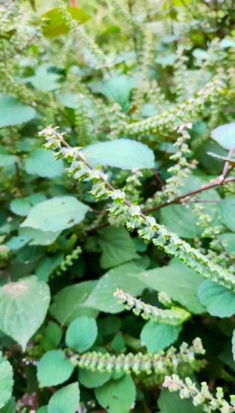 紫苏图片大全是什么样子_紫苏高清图鉴-第3张图片-山城妙识 紫苏图片大全是什么样子_紫苏高清图鉴-第3张图片-山城妙识