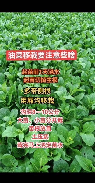 油菜种植技术及施肥方法_油菜怎么施肥更高产-第1张图片-山城妙识 油菜种植技术及施肥方法_油菜怎么施肥更高产-第1张图片-山城妙识