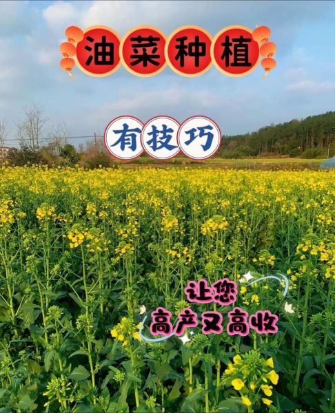 油菜种植技术及施肥方法_油菜怎么施肥更高产-第3张图片-山城妙识 油菜种植技术及施肥方法_油菜怎么施肥更高产-第3张图片-山城妙识