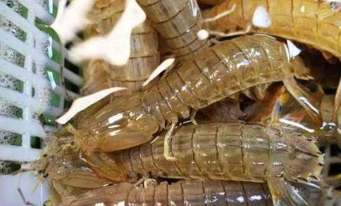 清蒸皮皮虾多长时间_蒸几分钟才鲜嫩-第1张图片-山城妙识 清蒸皮皮虾多长时间_蒸几分钟才鲜嫩-第1张图片-山城妙识