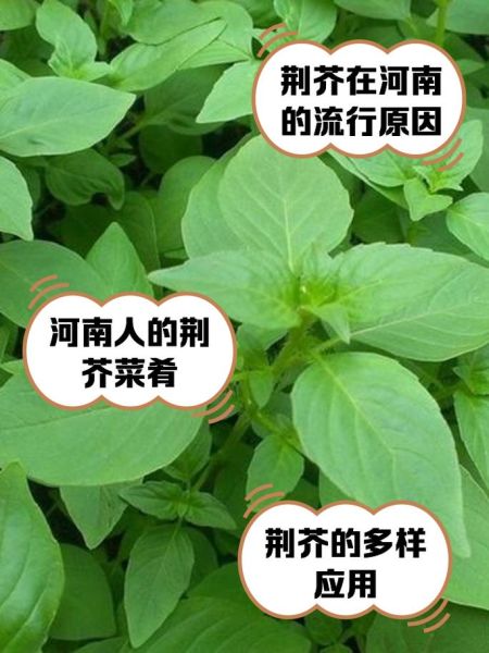 荆芥为什么只有河南人吃_河南人为什么爱吃荆芥-第1张图片-山城妙识 荆芥为什么只有河南人吃_河南人为什么爱吃荆芥-第1张图片-山城妙识