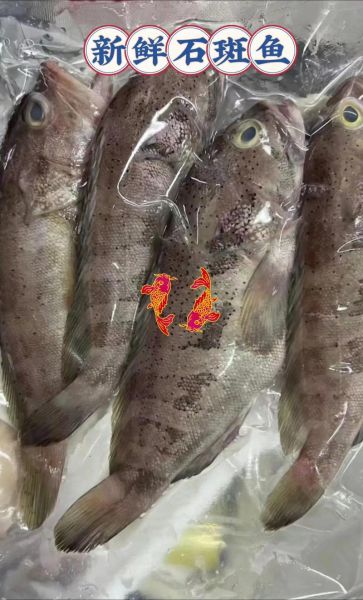 石斑鱼多少钱一斤_石斑鱼价格为什么差别大-第2张图片-山城妙识 石斑鱼多少钱一斤_石斑鱼价格为什么差别大-第2张图片-山城妙识