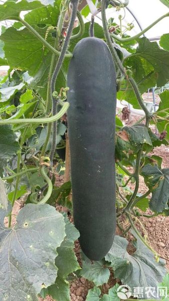 白吊瓜长什么样_白吊瓜和冬瓜的区别-第1张图片-山城妙识 白吊瓜长什么样_白吊瓜和冬瓜的区别-第1张图片-山城妙识