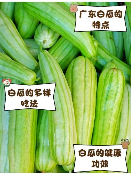 白吊瓜长什么样_白吊瓜和冬瓜的区别-第3张图片-山城妙识 白吊瓜长什么样_白吊瓜和冬瓜的区别-第3张图片-山城妙识