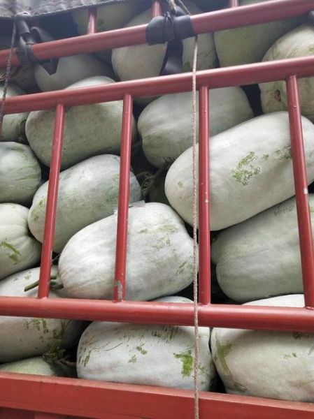 白吊瓜长什么样_白吊瓜和冬瓜的区别-第2张图片-山城妙识 白吊瓜长什么样_白吊瓜和冬瓜的区别-第2张图片-山城妙识