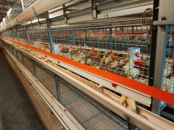 回本最快的养殖业有哪些_小型养殖项目多久盈利-第1张图片-山城妙识