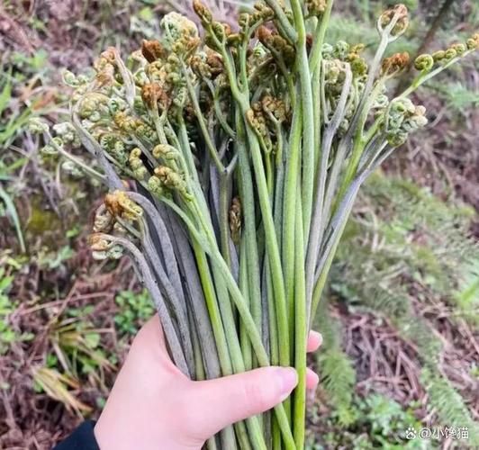 农村能吃100种野菜图片大全_哪些野菜最安全-第2张图片-山城妙识 农村能吃100种野菜图片大全_哪些野菜最安全-第2张图片-山城妙识