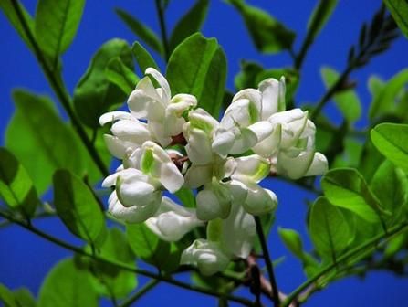 槐花几时开_槐花是什么体裁-第3张图片-山城妙识 槐花几时开_槐花是什么体裁-第3张图片-山城妙识