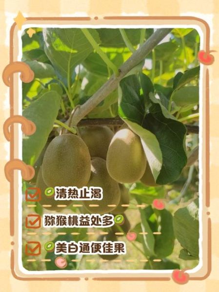 弥猴桃的功效与作用_弥猴桃的副作用有哪些-第1张图片-山城妙识 弥猴桃的功效与作用_弥猴桃的副作用有哪些-第1张图片-山城妙识