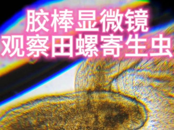 田螺煮熟了还有寄生虫吗_彻底杀死寄生虫的温度-第1张图片-山城妙识 田螺煮熟了还有寄生虫吗_彻底杀死寄生虫的温度-第1张图片-山城妙识